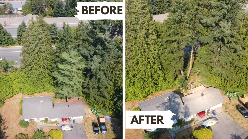 Deodar Cedar Tree Removal in Bellevue, WA - David Marrs Tree Service